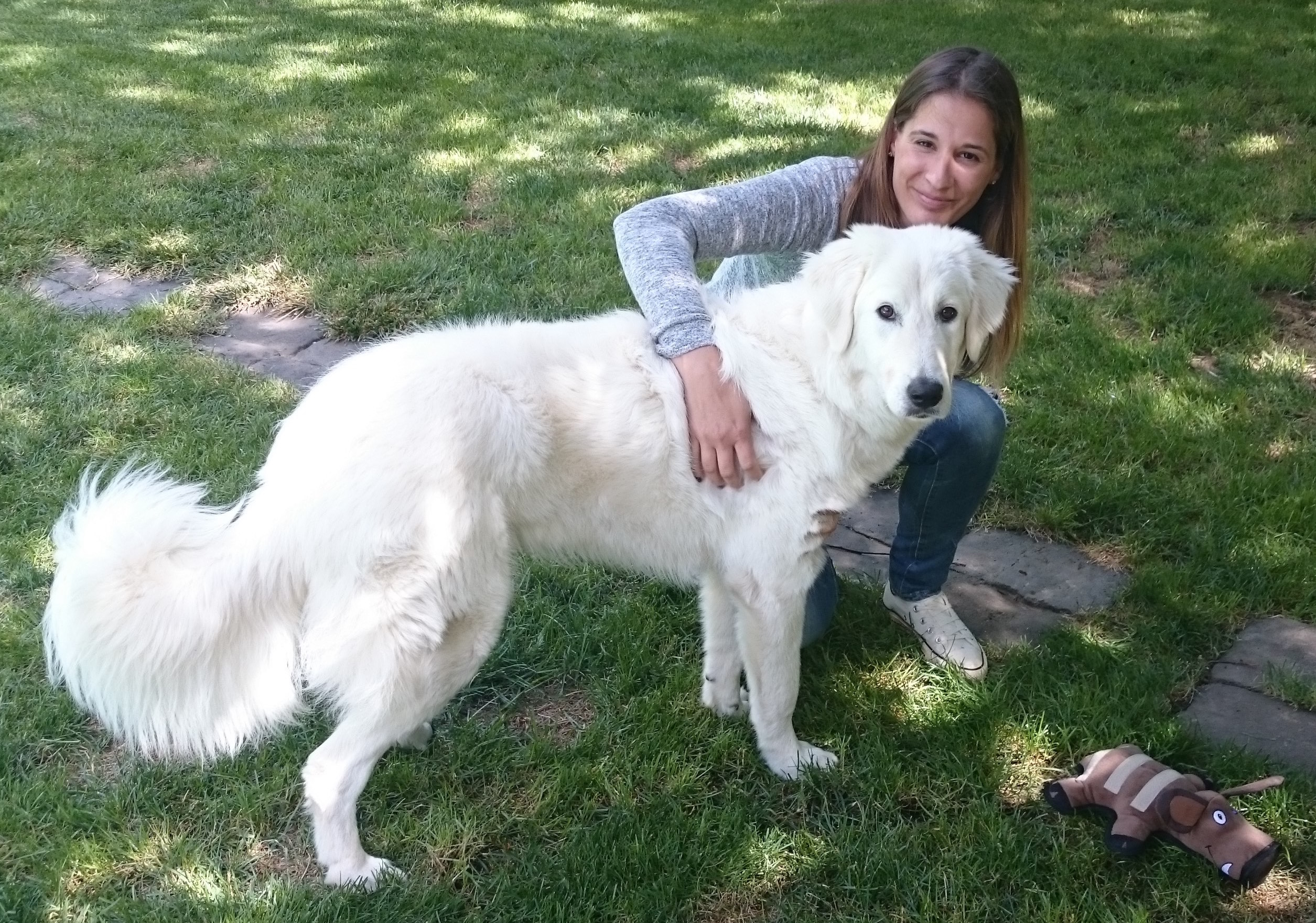 Dog behaviour consultation and training – Dog behavioural training